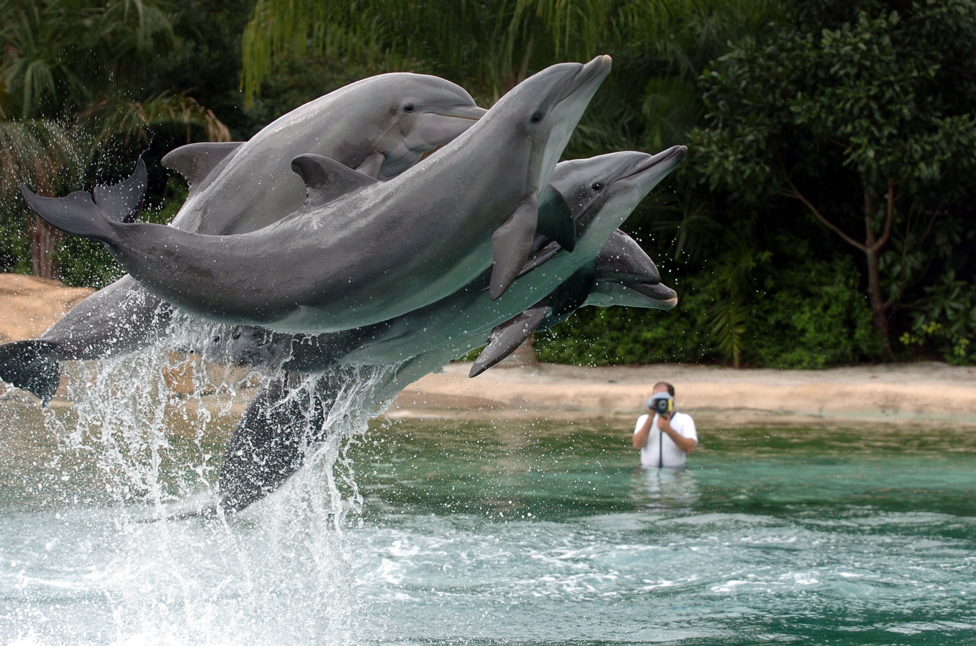 Police, theaters brace for protests as dolphin-hunt film opens Saturday ...