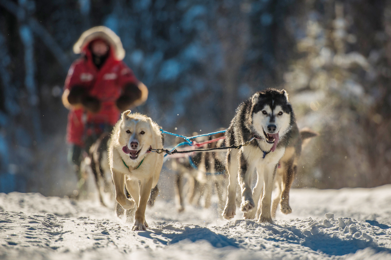 A frigid wolf chase - Boulder Weekly