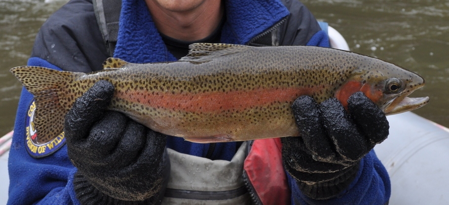 Rainbow trout making big comeback in Colorado - Boulder Weekly