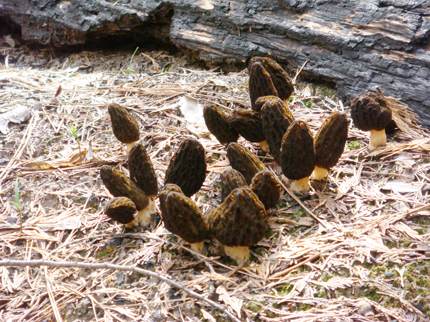Morel madness in Colorado - Boulder Weekly