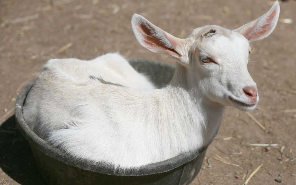 Get your goat - Boulder Weekly