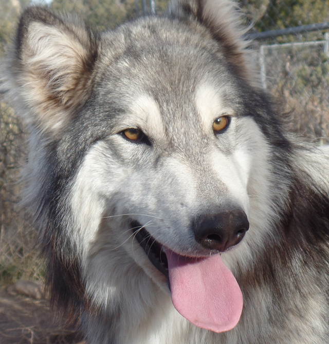 Wolves return to Estes Park (for the weekend) - Boulder Weekly