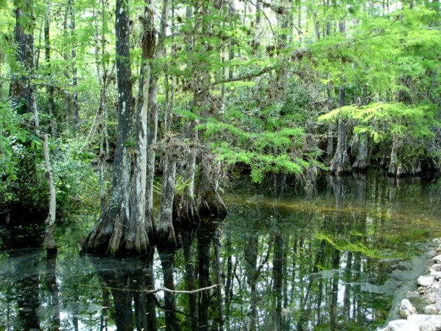 A tale from The Swamp - Boulder Weekly