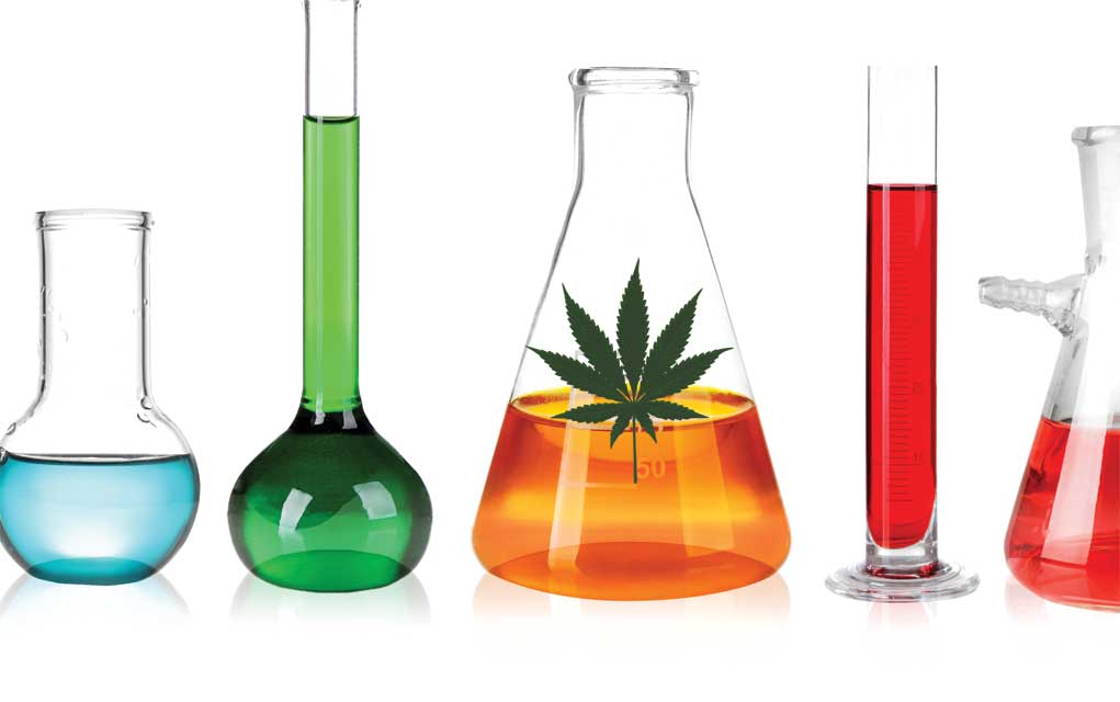 ‘Godfather of pot science’ keeps Israel at the forefront of marijuana ...