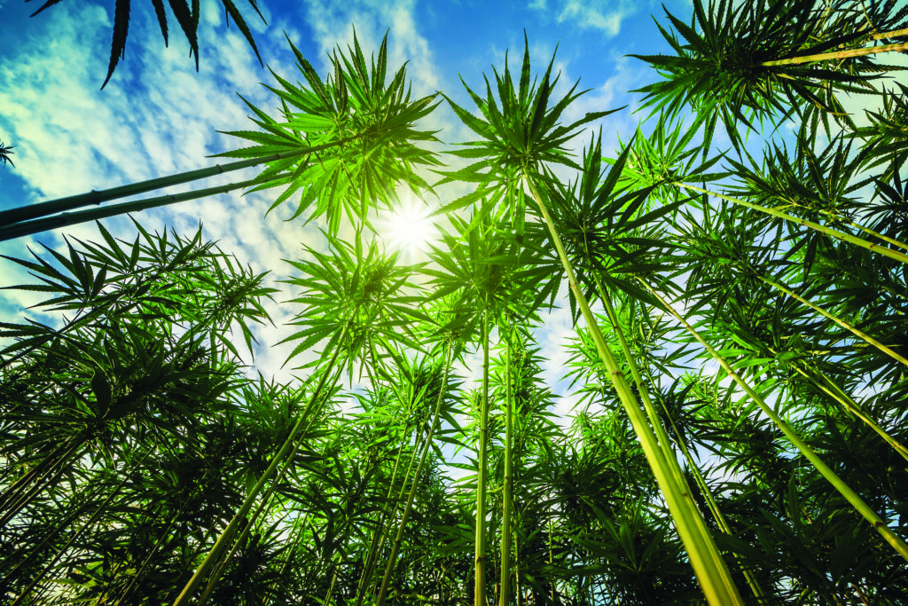 Tall hemp attracts more bees - Boulder Weekly