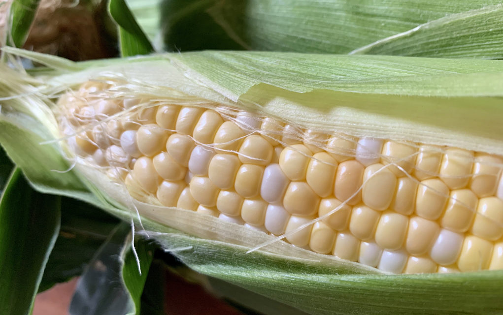 In season: Corn at Munson Farms - Boulder Weekly